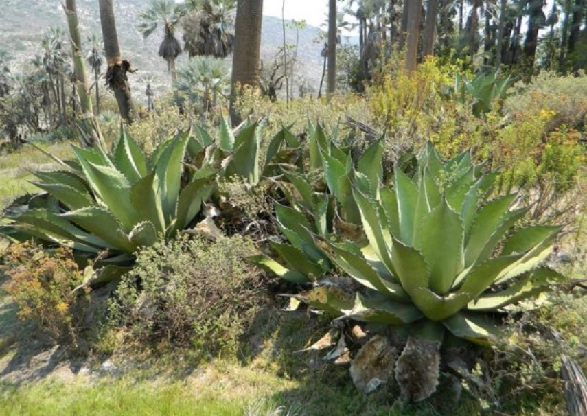 Persiste saqueo de magueyes en la Reserva de la Biósfera Tehuacán ...